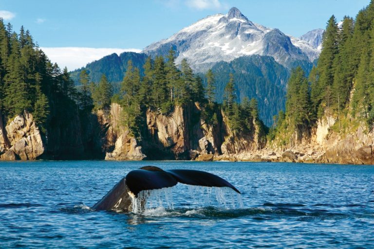 Croisière de Luxe : Les Activités Extraordinaires à réaliser en Alaska